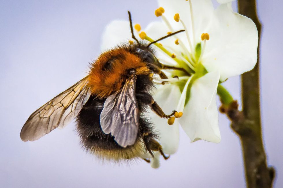 Understanding Pollination Groups - The Growing Toolkit